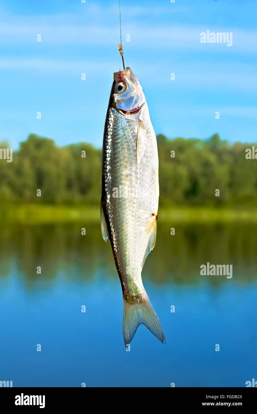 Fish on a hook Stock Photo - Alamy