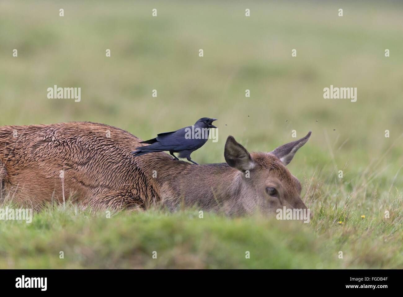 Crow eating insects hi-res stock photography and images - Alamy