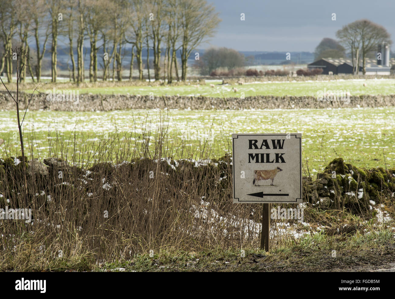 Unpasteurized cows milk hi-res stock photography and images - Alamy