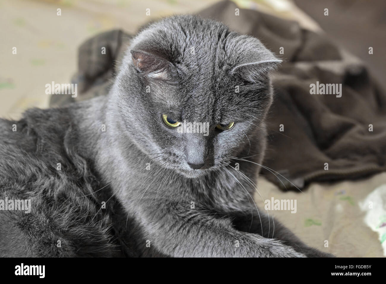 Nice big adult grey cat focused on bed Stock Photo - Alamy