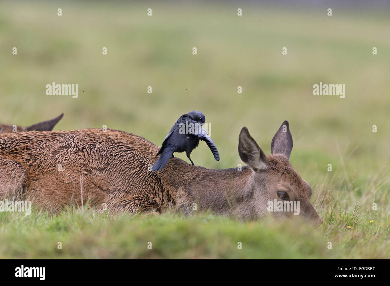 Jackdaw preening hi-res stock photography and images - Alamy
