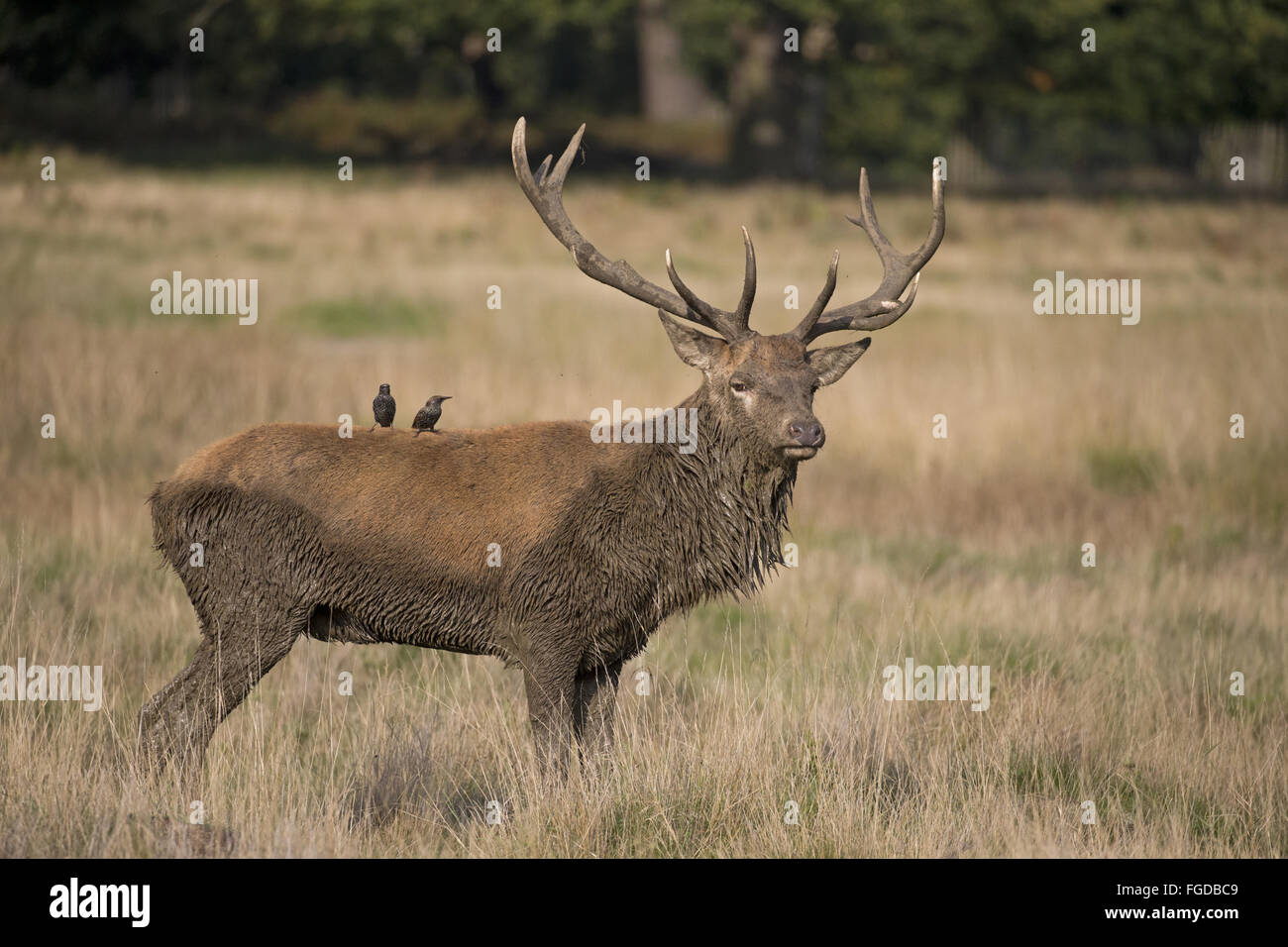 Red Deer (Cervus elaphus) stag, muddy from wallowing, standing on ...