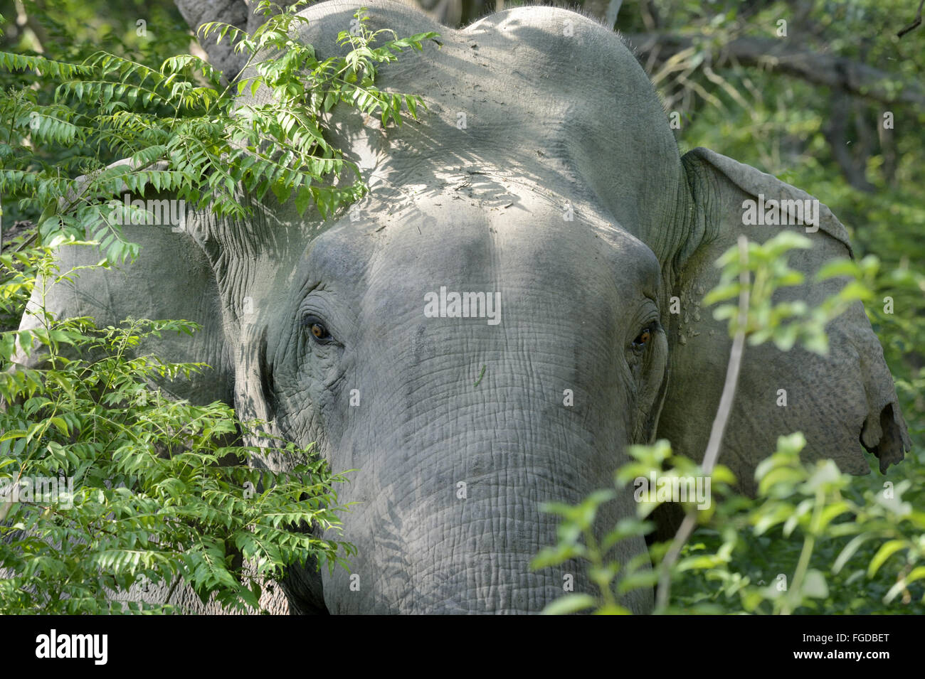 Indicus subspecies hi-res stock photography and images - Alamy