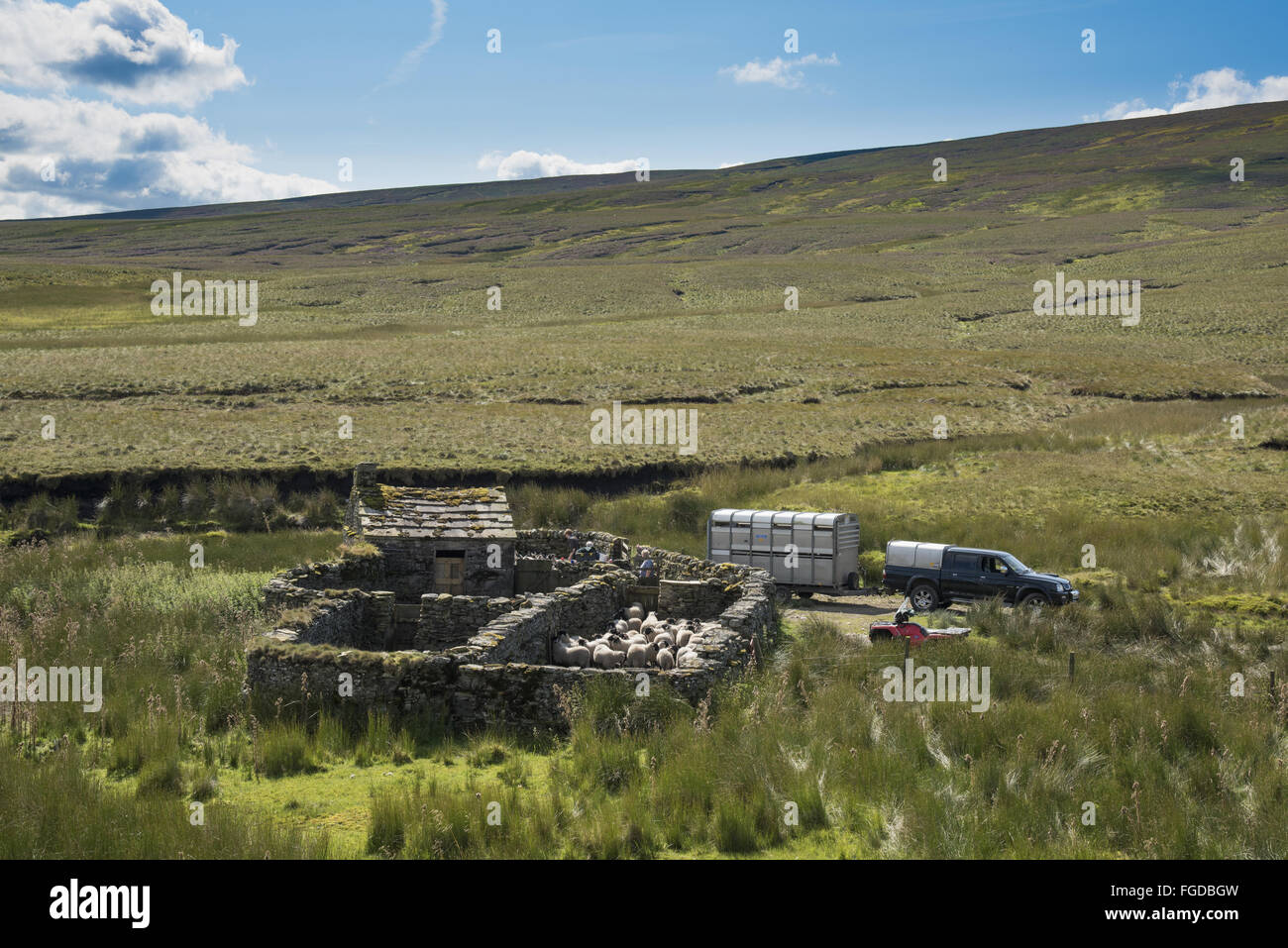 Sheep farming, Swaledale flock in drystone sheepfold with 4x4 and ...