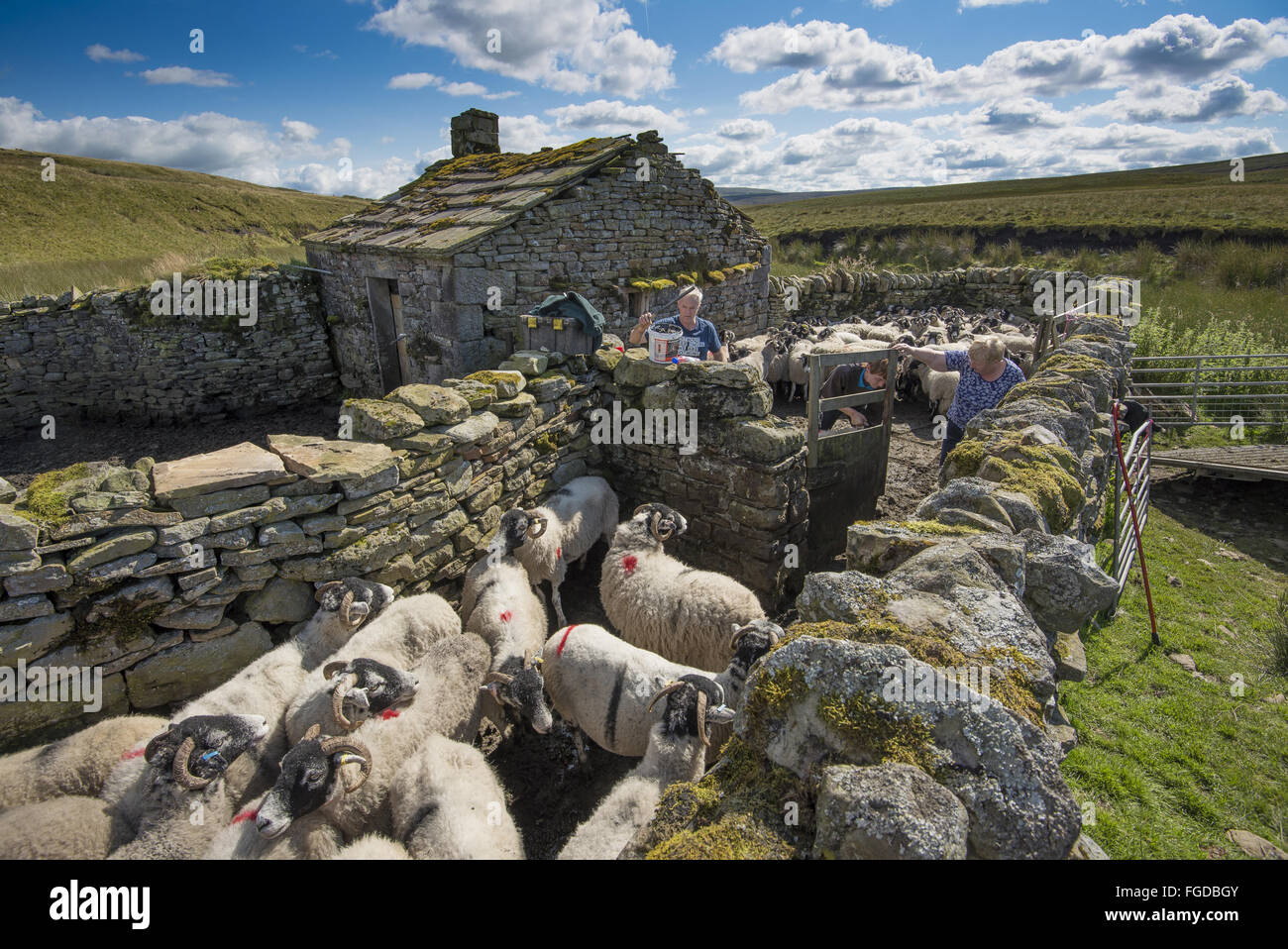 Sheep farming, Swaledale flock in drystone sheepfold on hill farm, Beck ...
