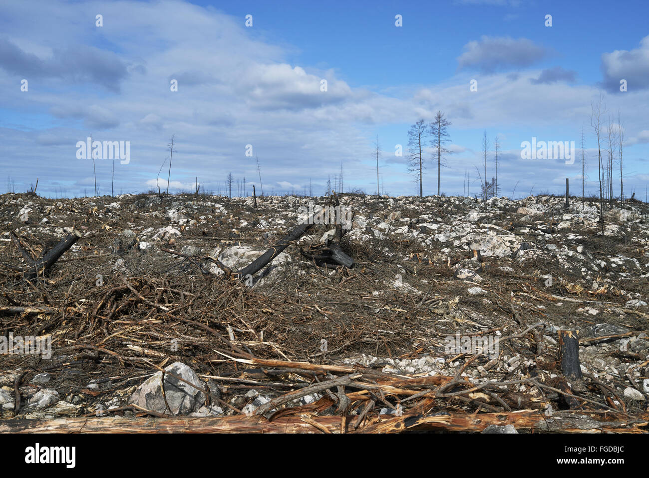 Aftermath of fire in coniferous forest, near Angelsberg, Fagersta ...