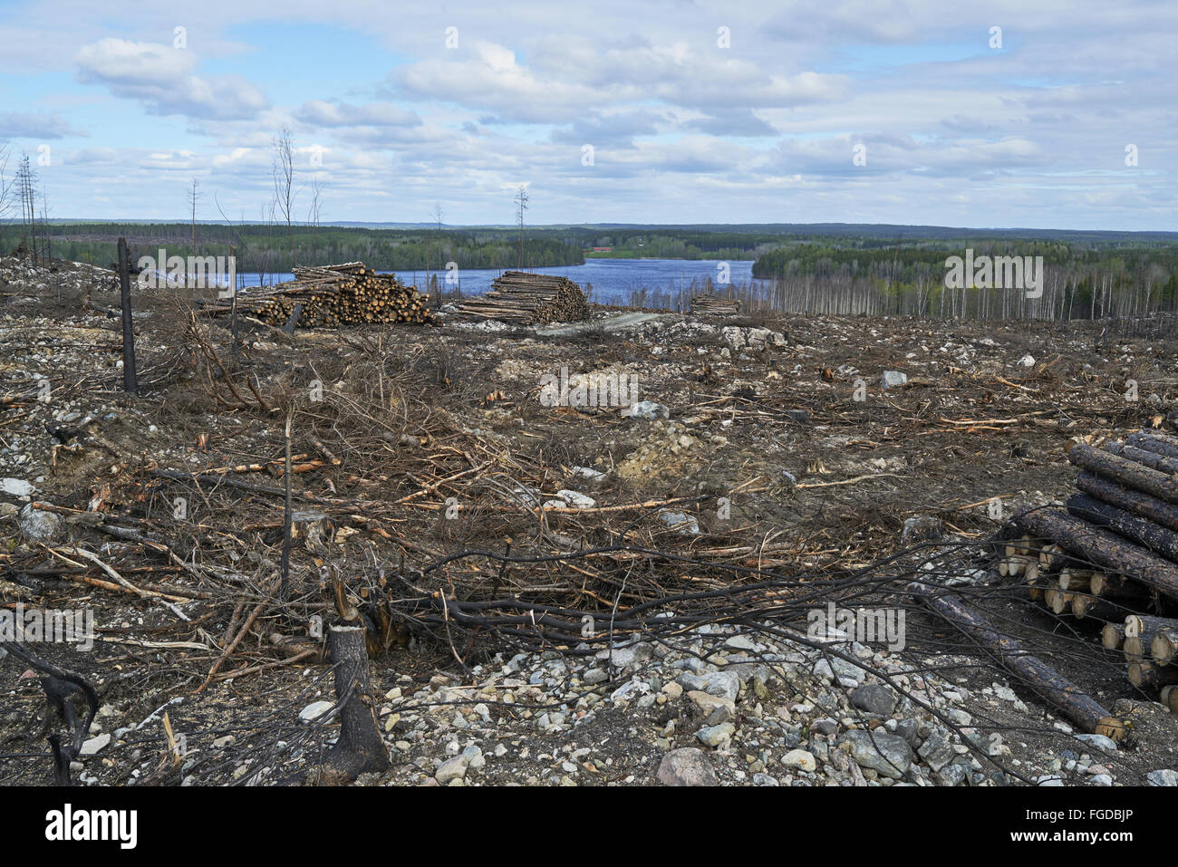 Aftermath of fire in coniferous forest, near Angelsberg, Fagersta ...