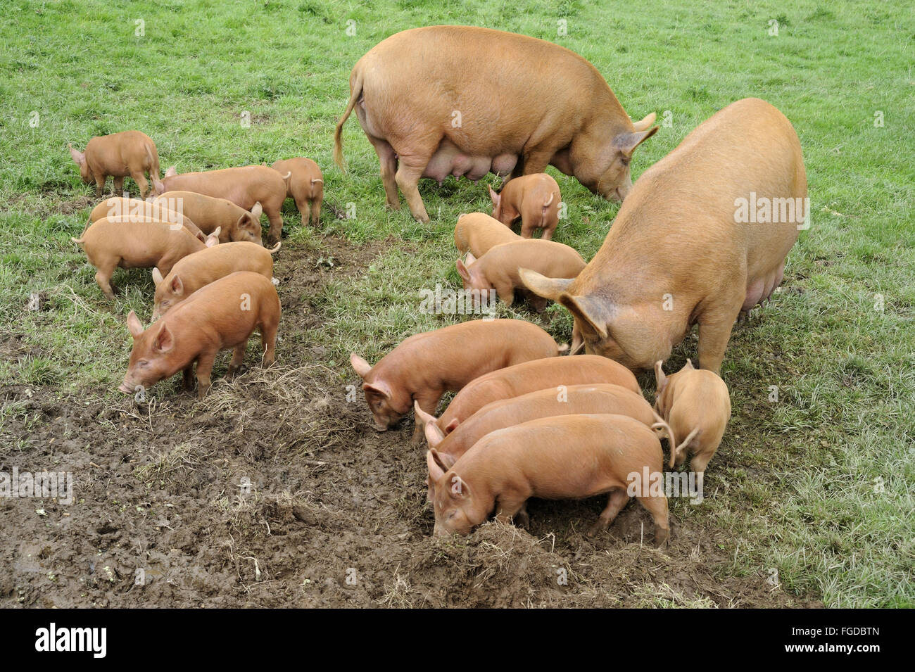 Domestic Pig, Tamworth sows with sixteen piglets, feeding in field ...