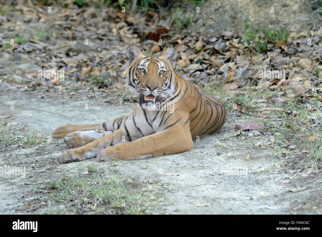 Indian Tiger (Panthera tigris tigris) adult female, resting on track in ...