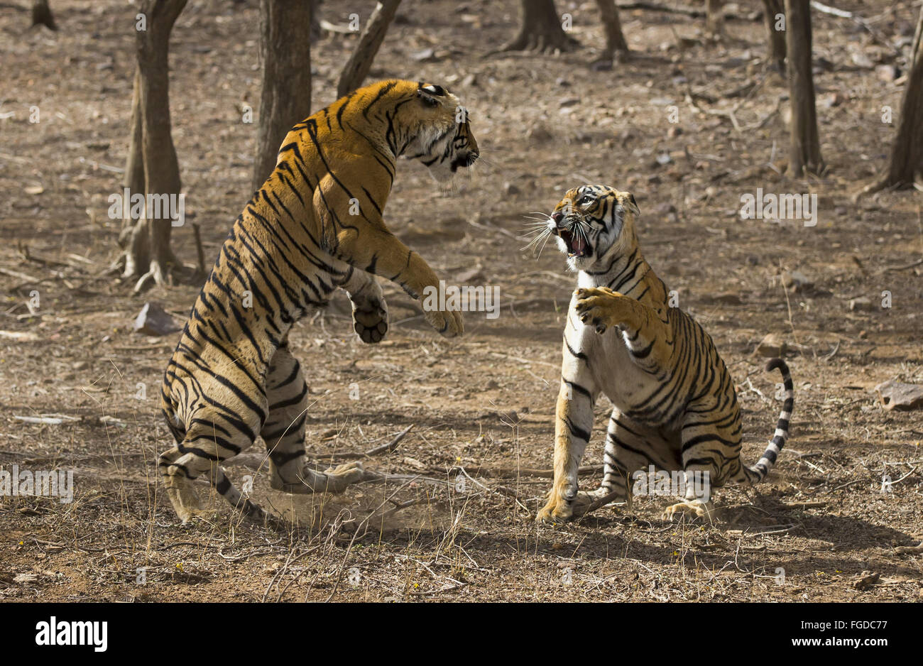 Indian Tiger (Panthera tigris tigris) two cubs, sixteen-months old ...