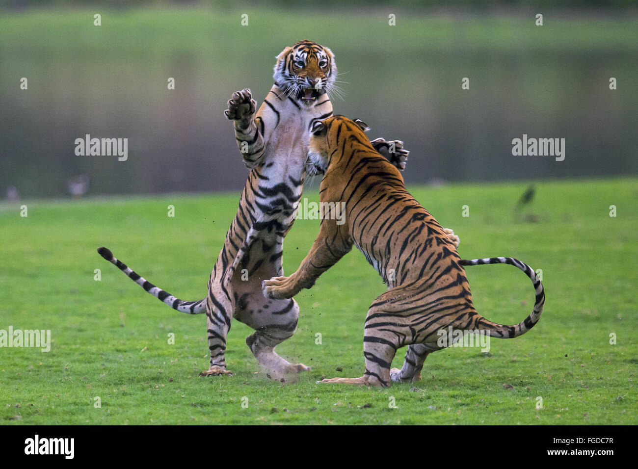 Indian Tiger (Panthera tigris tigris) two cubs, sixteen-months old ...