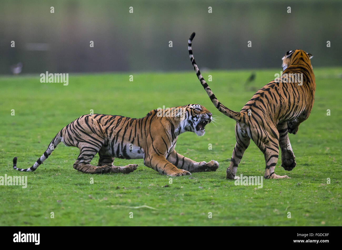 Indian Tiger (Panthera tigris tigris) two cubs, sixteen-months old ...