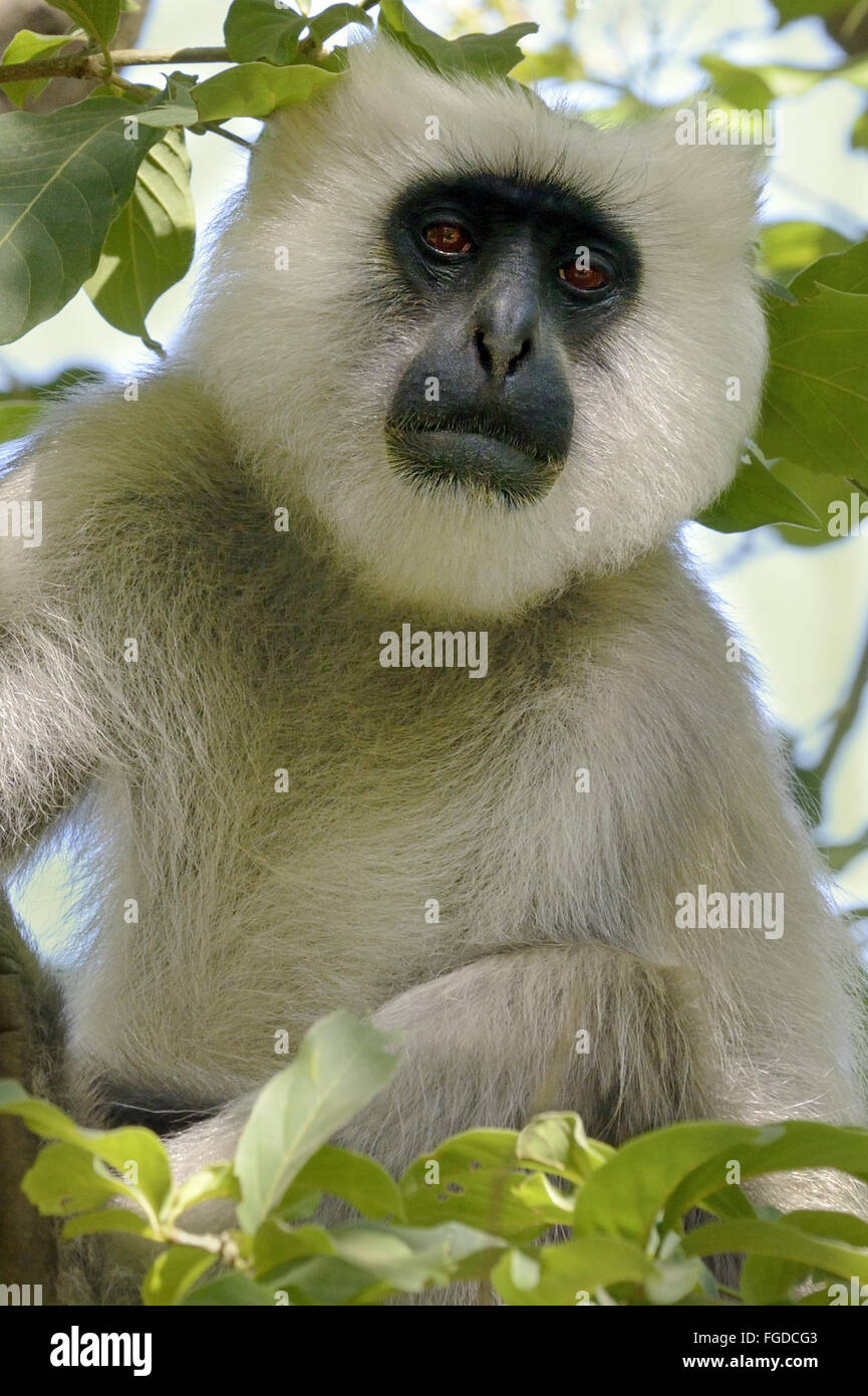 Tarai Grey Langur (Semnopithecus hector) adult, sitting in tree, Jim ...