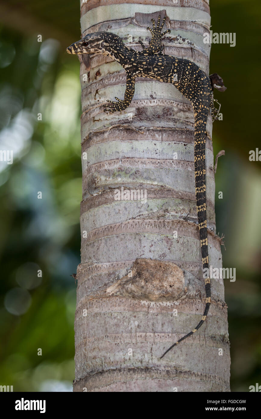 Palawan Water Monitor (Varanus palawanensis) juvenile, climbing tree ...