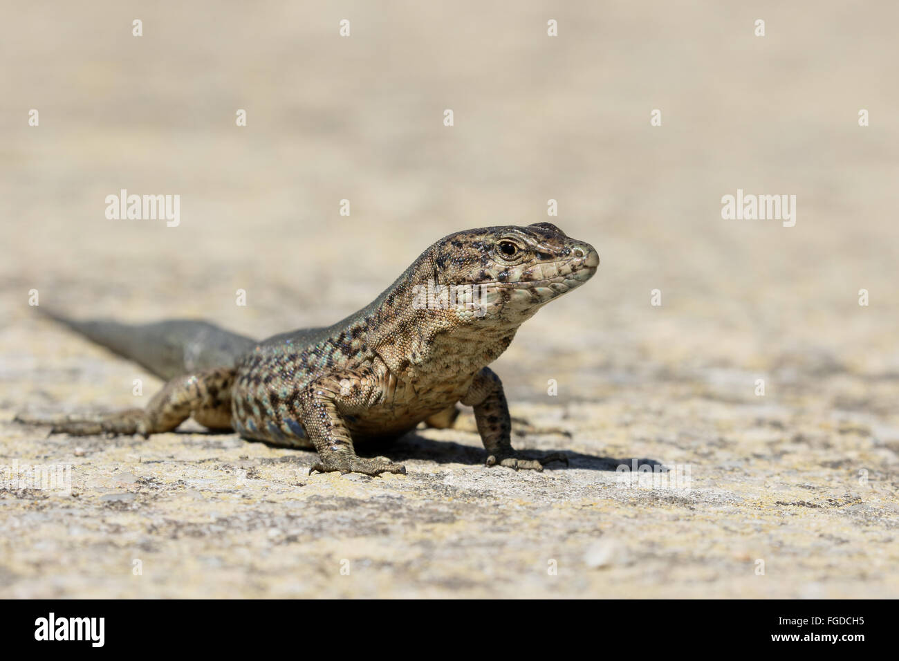 Lilford's Wall Lizard (Podarcis lilfordi gigliolii) adult, resting on ...