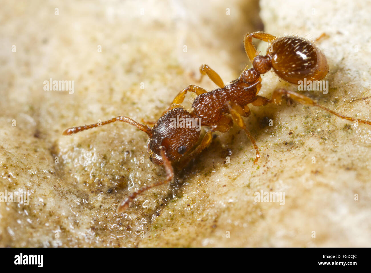 Ant (Myrmica sabuleti) adult worker, Causse de Gramat, Massif Central ...