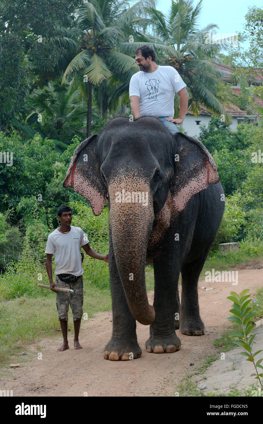 Man rides on an Indian elephant, Asian elephant or Asiatic elephant ...