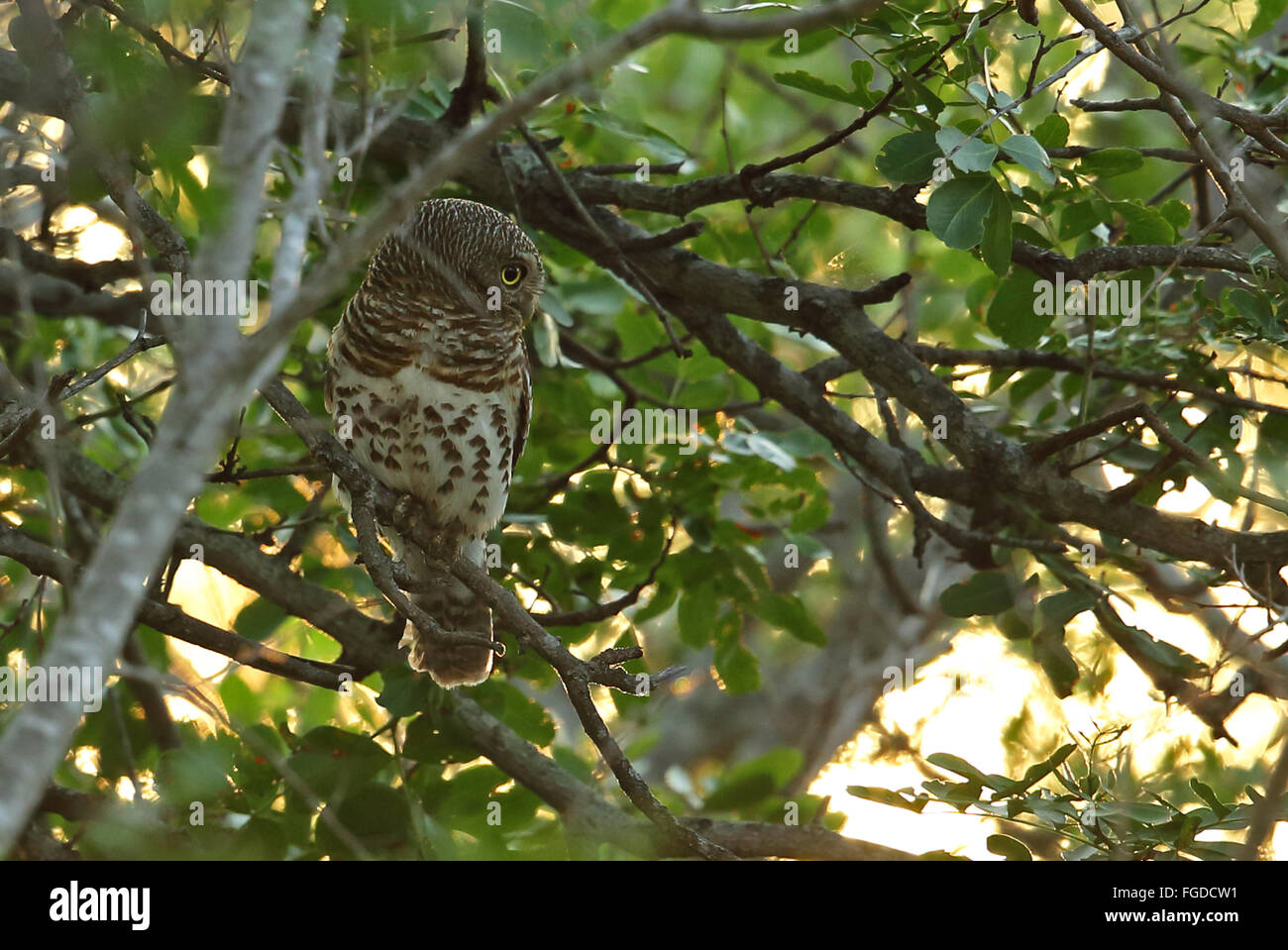 African barred owlets hi-res stock photography and images - Alamy