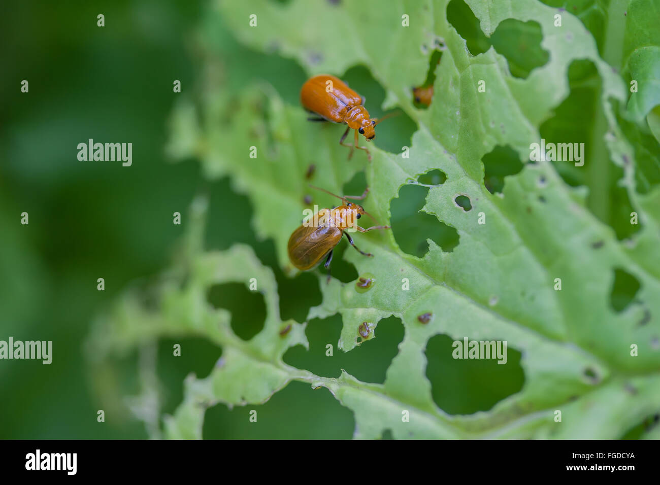 Cucurbit Leaf Beetle (Aulacophora indica) two adults, feeding on leaves ...