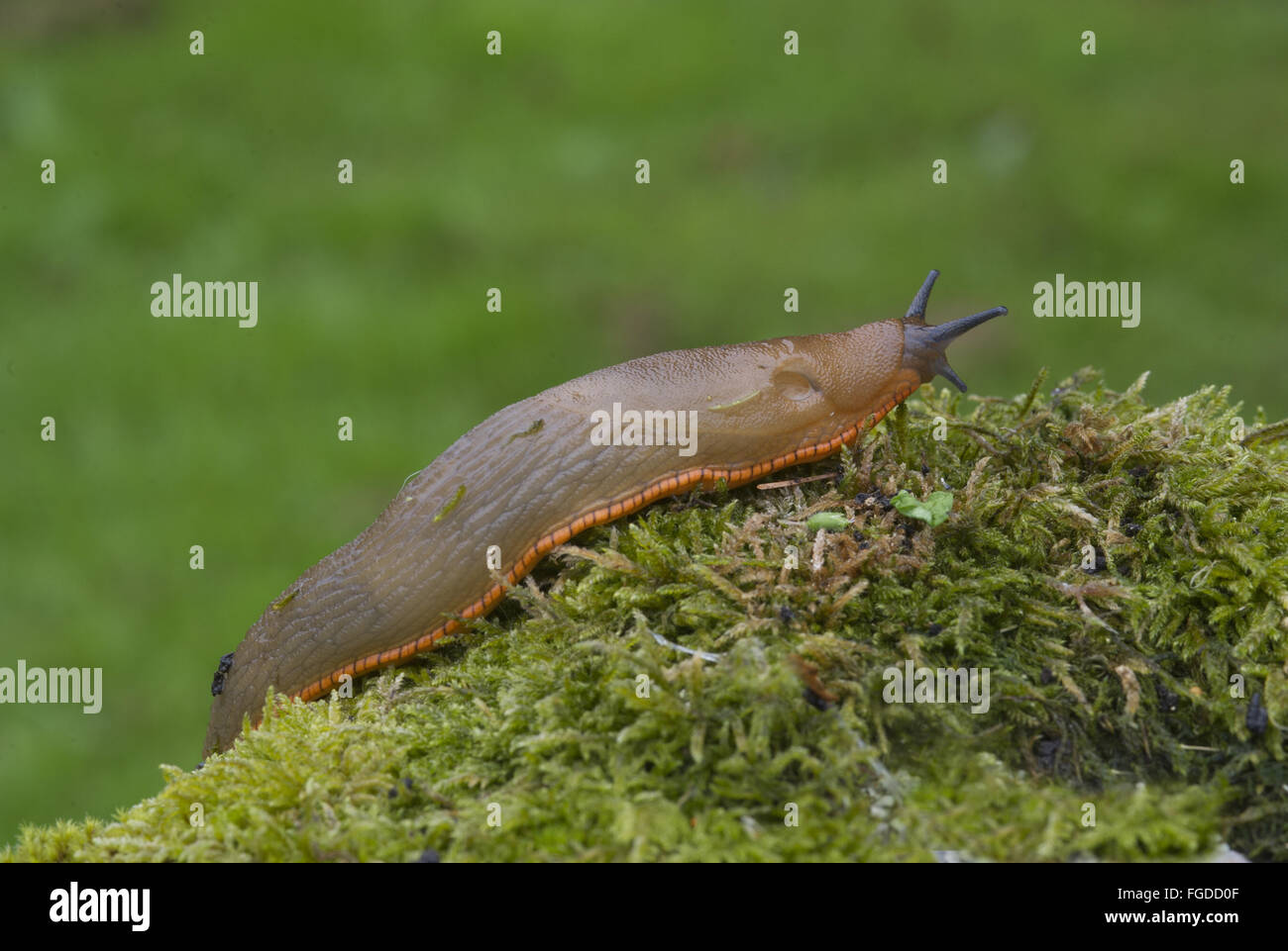 Red Slug (Arion ater rufus) adult, crawling over moss, New Abbey ...
