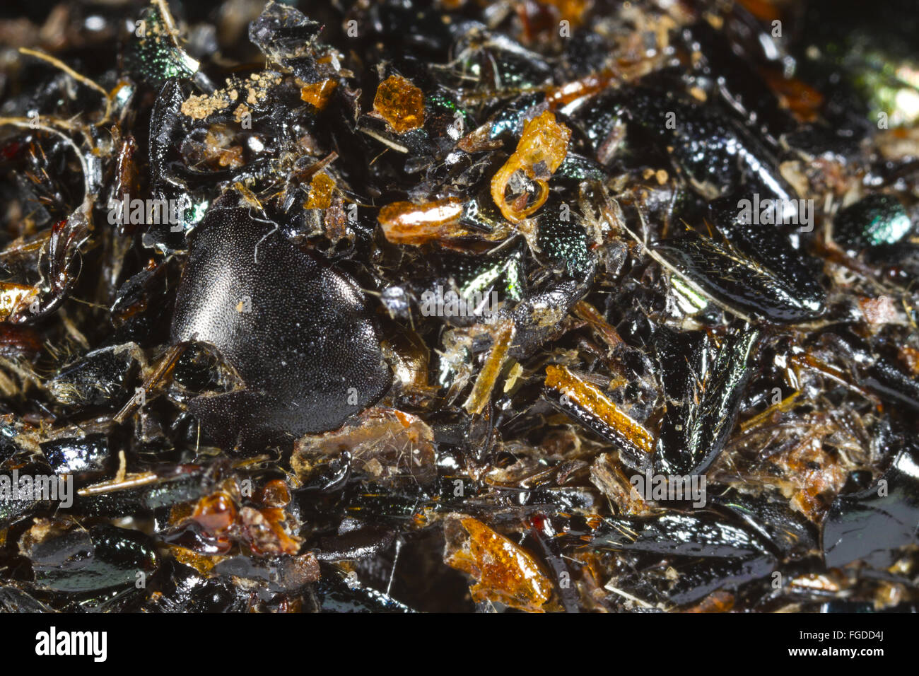 Indigestible food regurgitate hi-res stock photography and images - Alamy