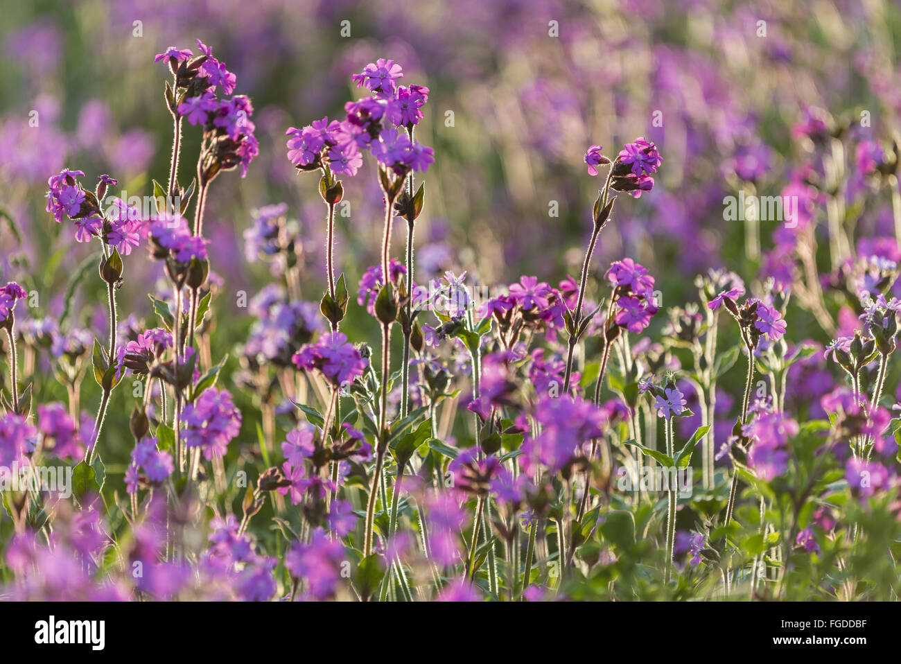 Red Campion (Silene dioica) flowering mass, growing on arable farmland ...