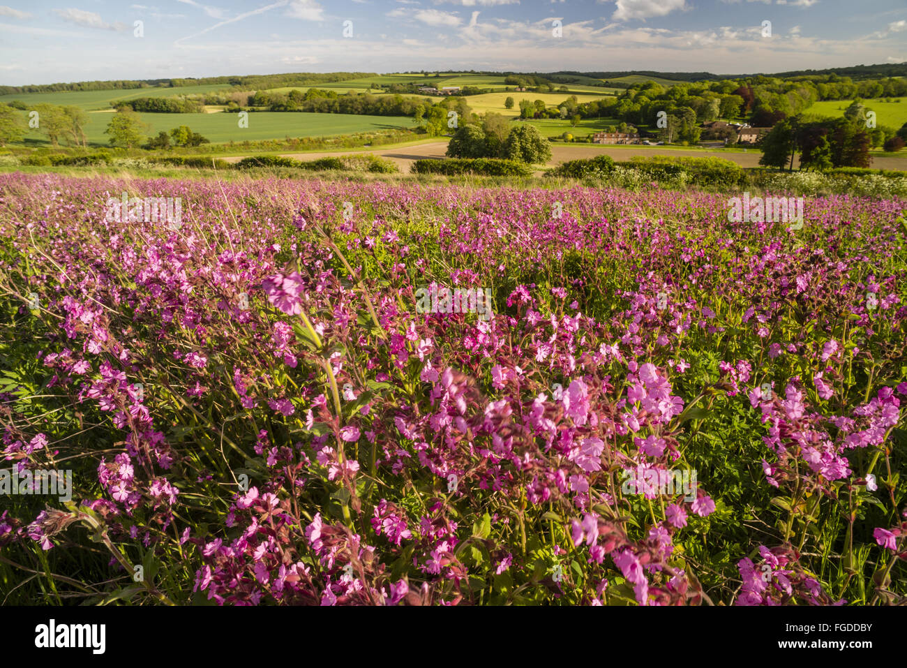 Red Campion (Silene dioica) flowering mass, growing on arable farmland ...