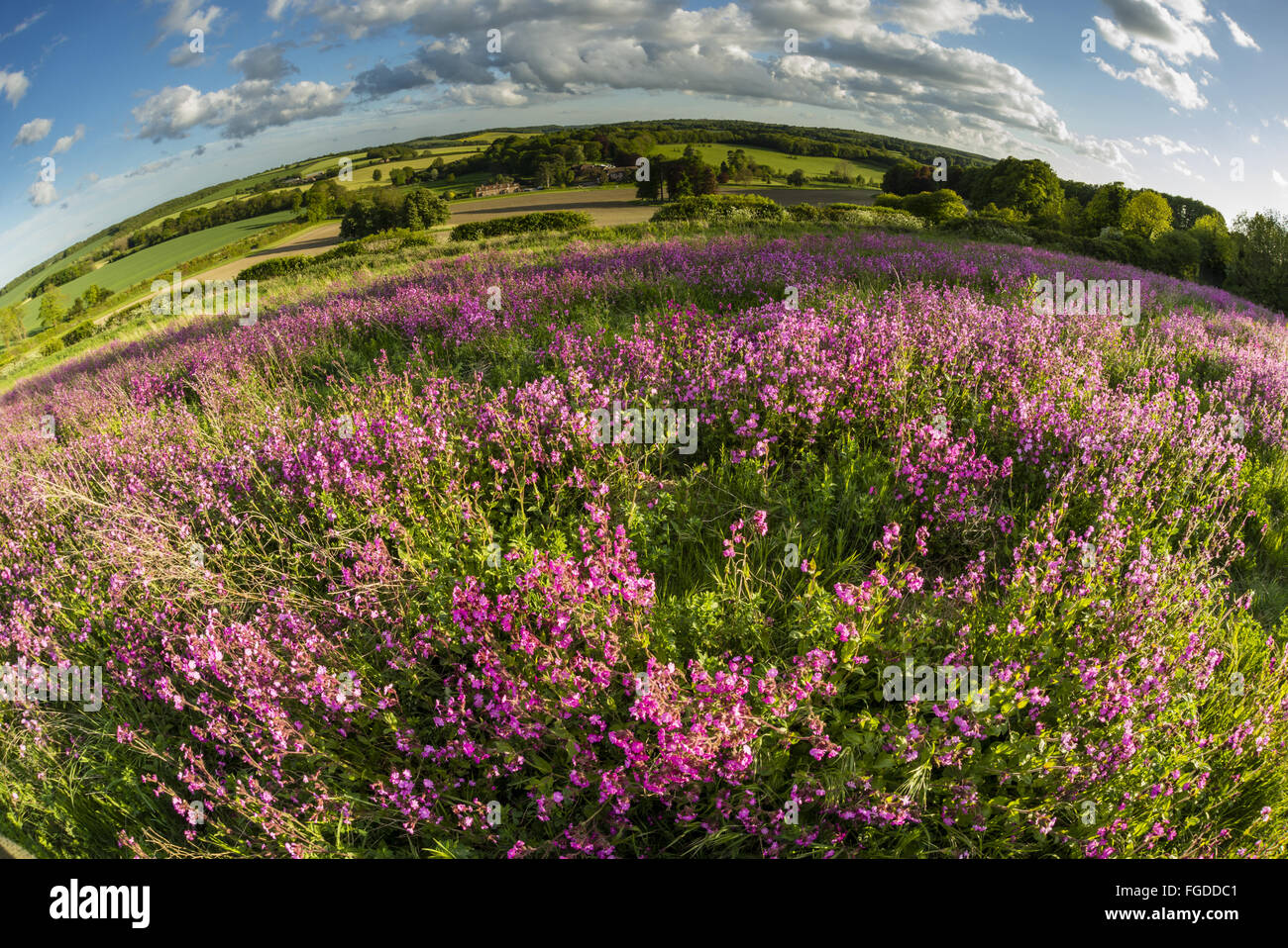 Red Campion (Silene dioica) flowering mass, growing on arable farmland ...