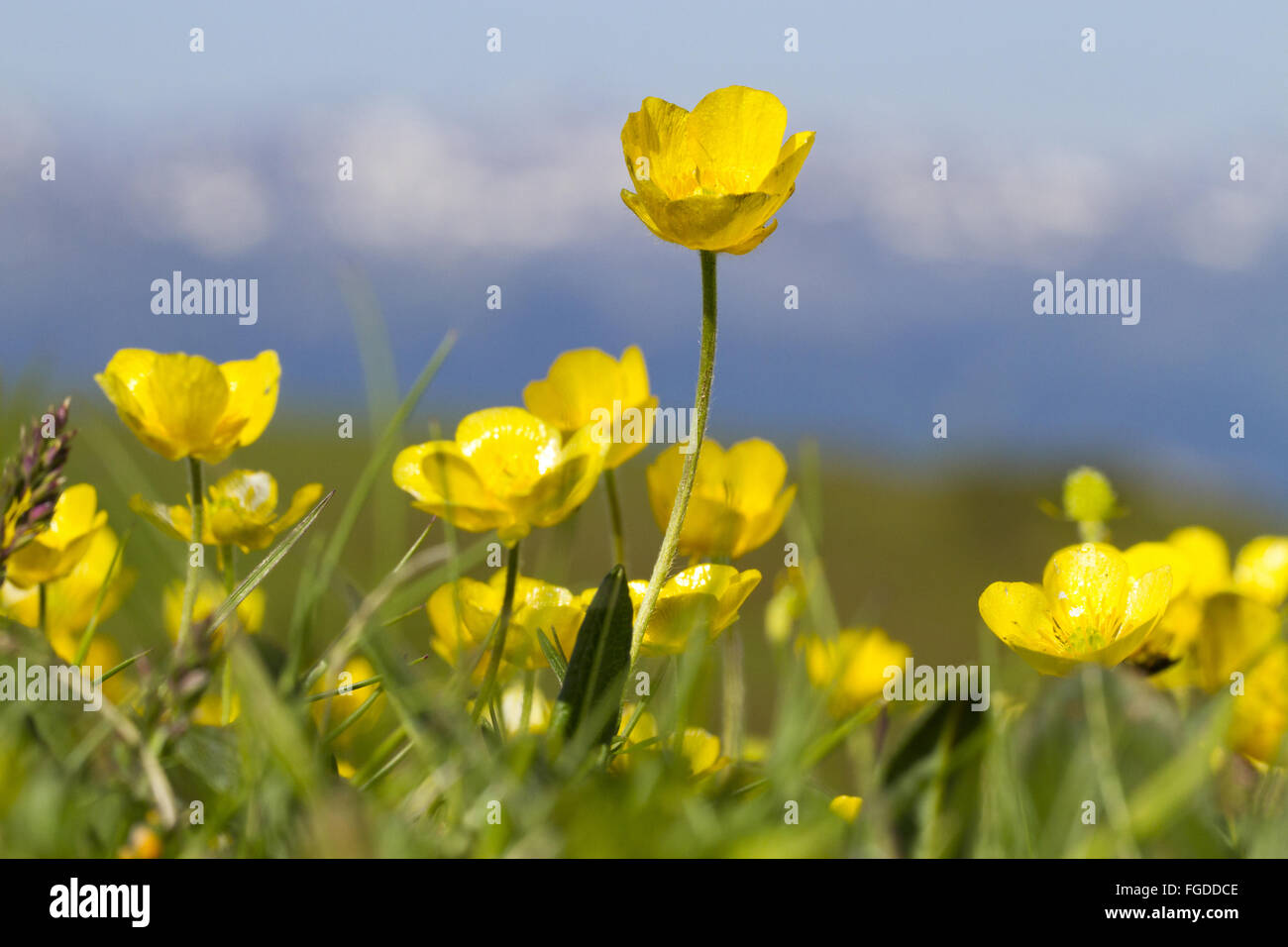 Mountain Buttercup (Ranunculus montanus) flowering, growing in alpine ...