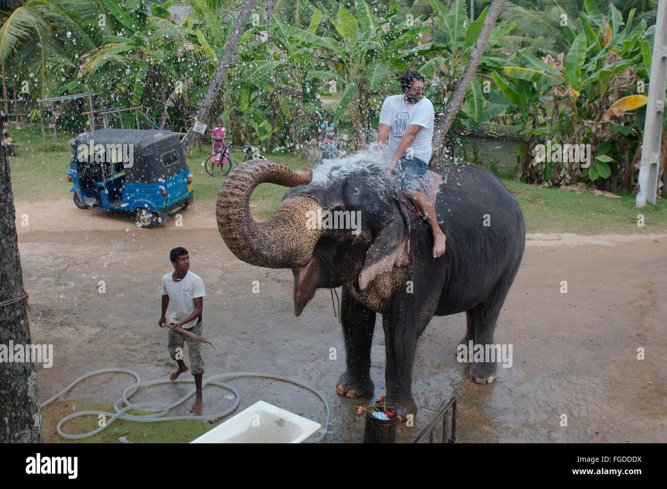 The elephant pours water from a trunk of a man sitting on it - Indian ...