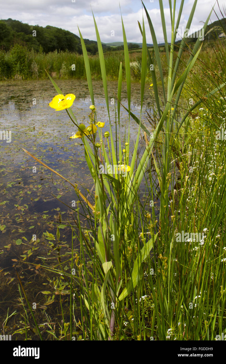 Greater Spearwort (Ranunculus lingua) flowering, growing beside farm ...