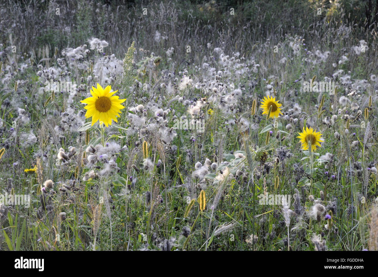Sunflower (Helianthus annuus) flowering, growing amongst Creeping ...