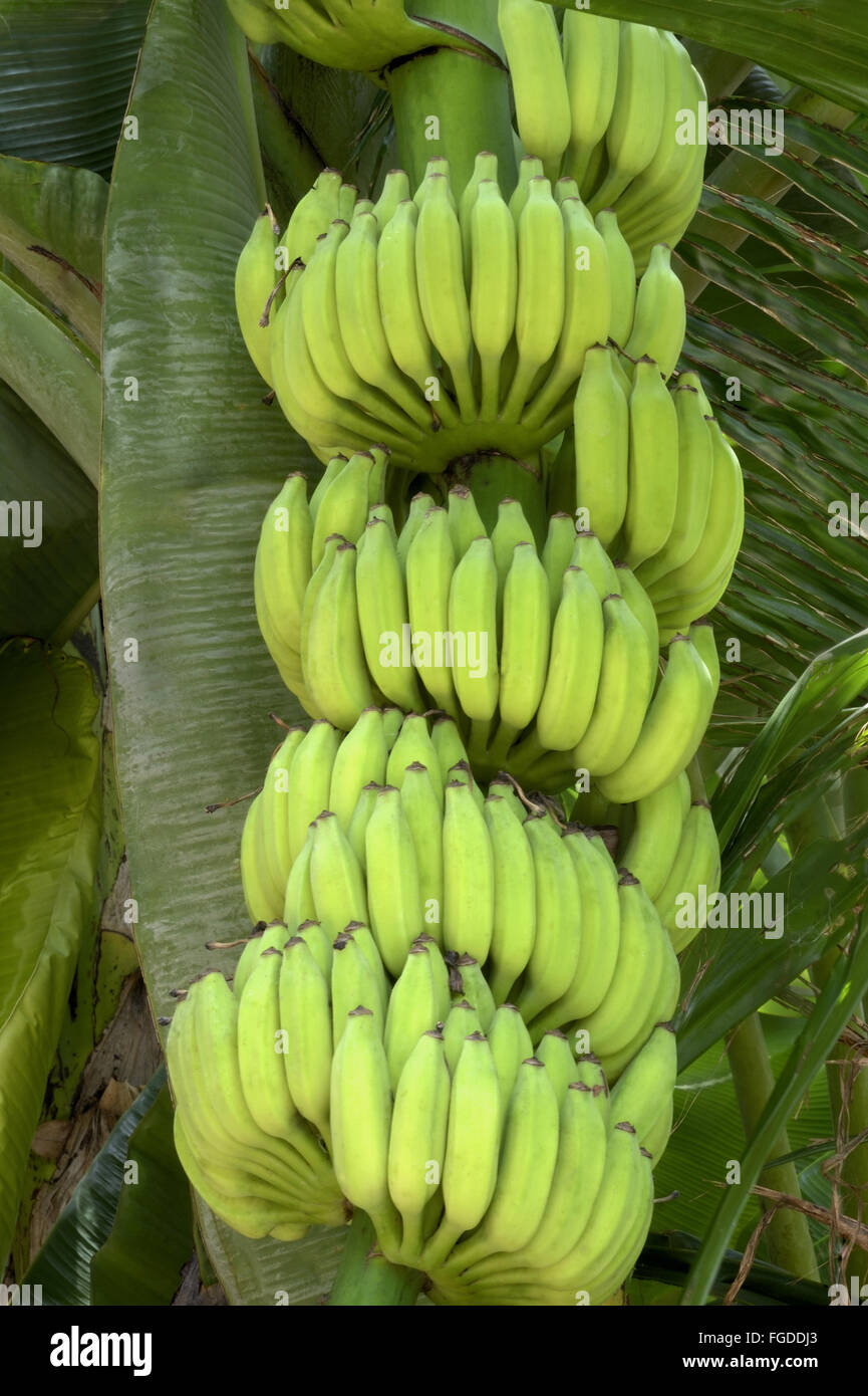 Dwarf cavendish banana hi-res stock photography and images - Alamy