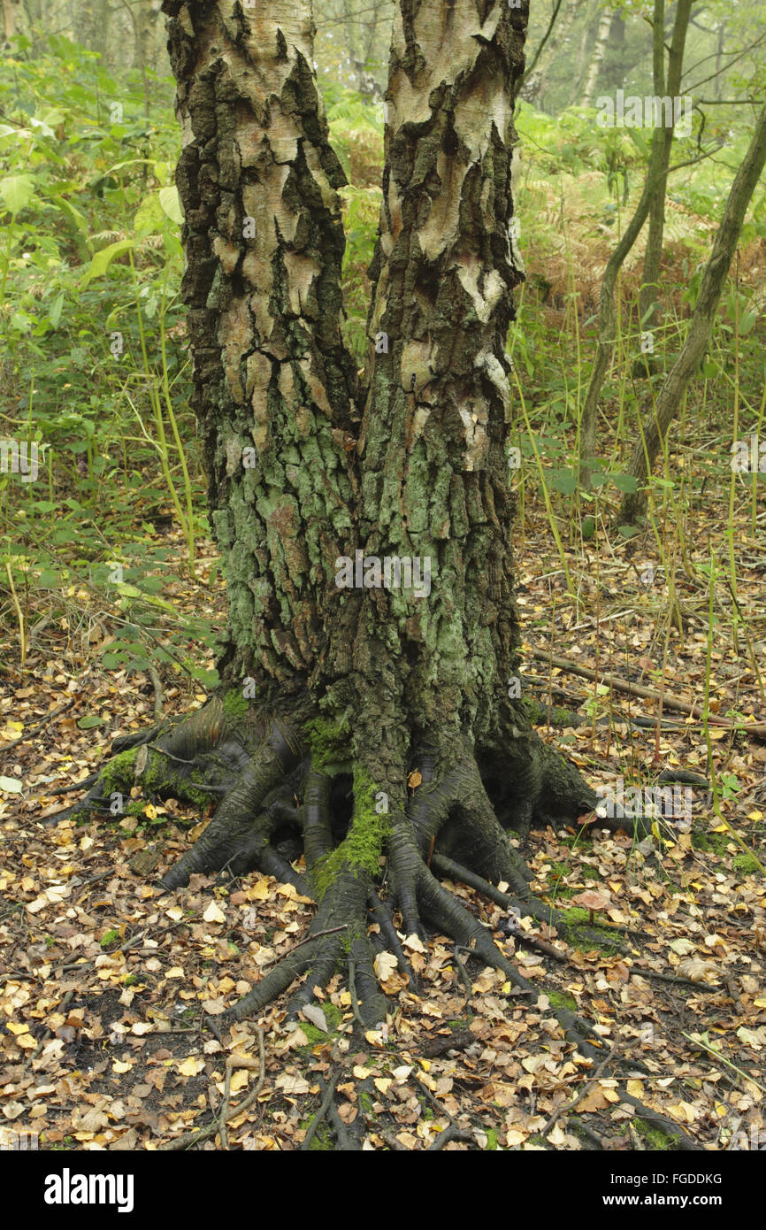 Silver Birch (Betula pendula) close-up of mature split trunk and leaf ...