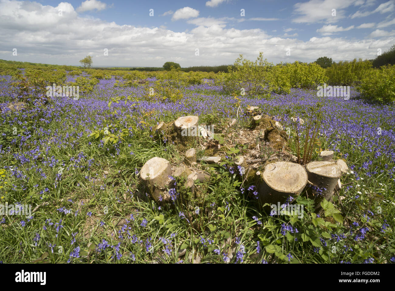 Sweet Chestnut (Castanea sativa) coppice woodland habitat, with Common ...