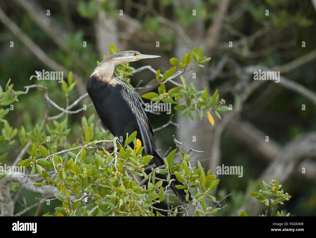 African Darter (Anhinga rufa rufa) adult female, perched in mangrove ...