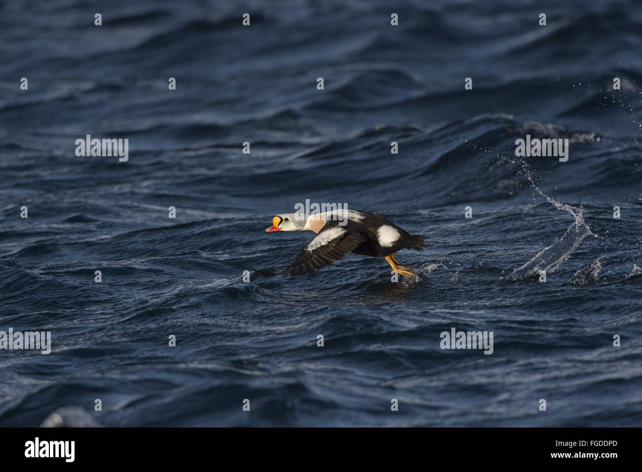 King Eider (Somateria spectabilis) adult male, breeding plumage, in ...