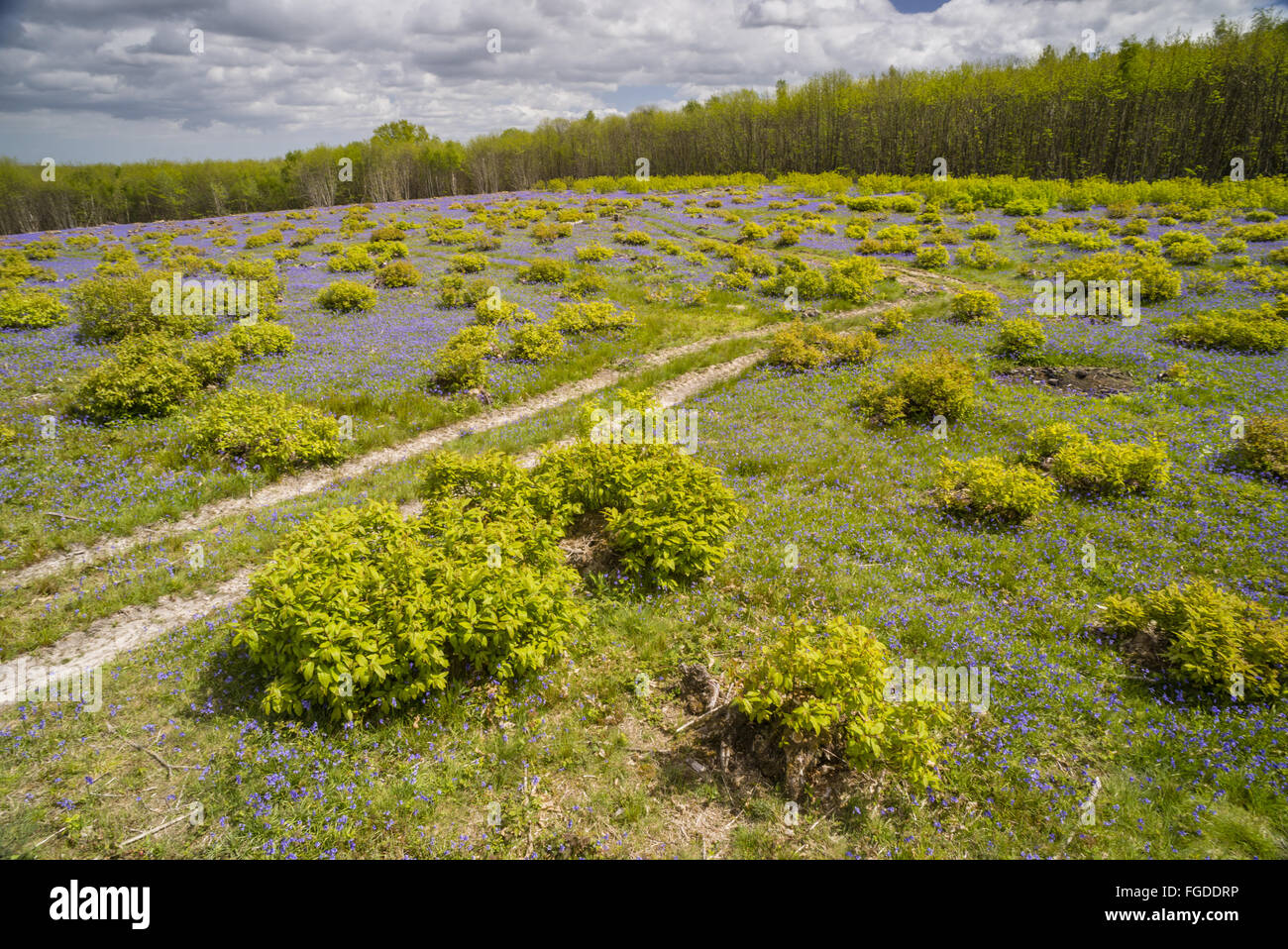 Sweet Chestnut (Castanea sativa) coppice woodland habitat, with Common ...