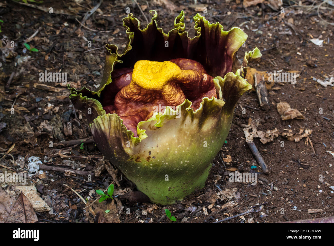 Elephant Yam (Amorphophallus paeoniifolius) emerging from soil, Palawan ...