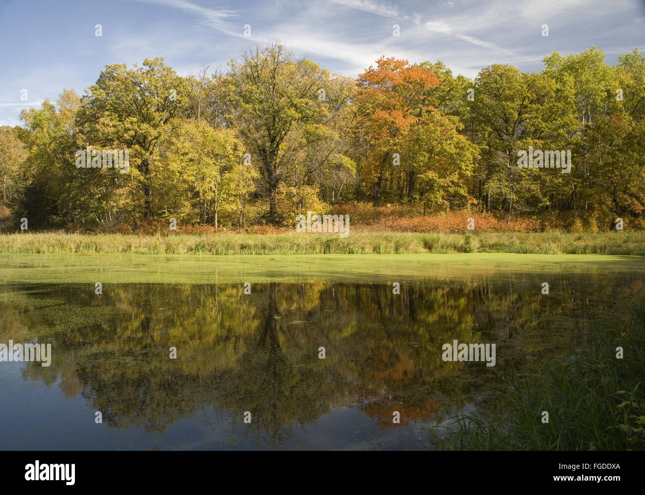 View across lake to deciduous forest in autumn colours, Maplewood State ...