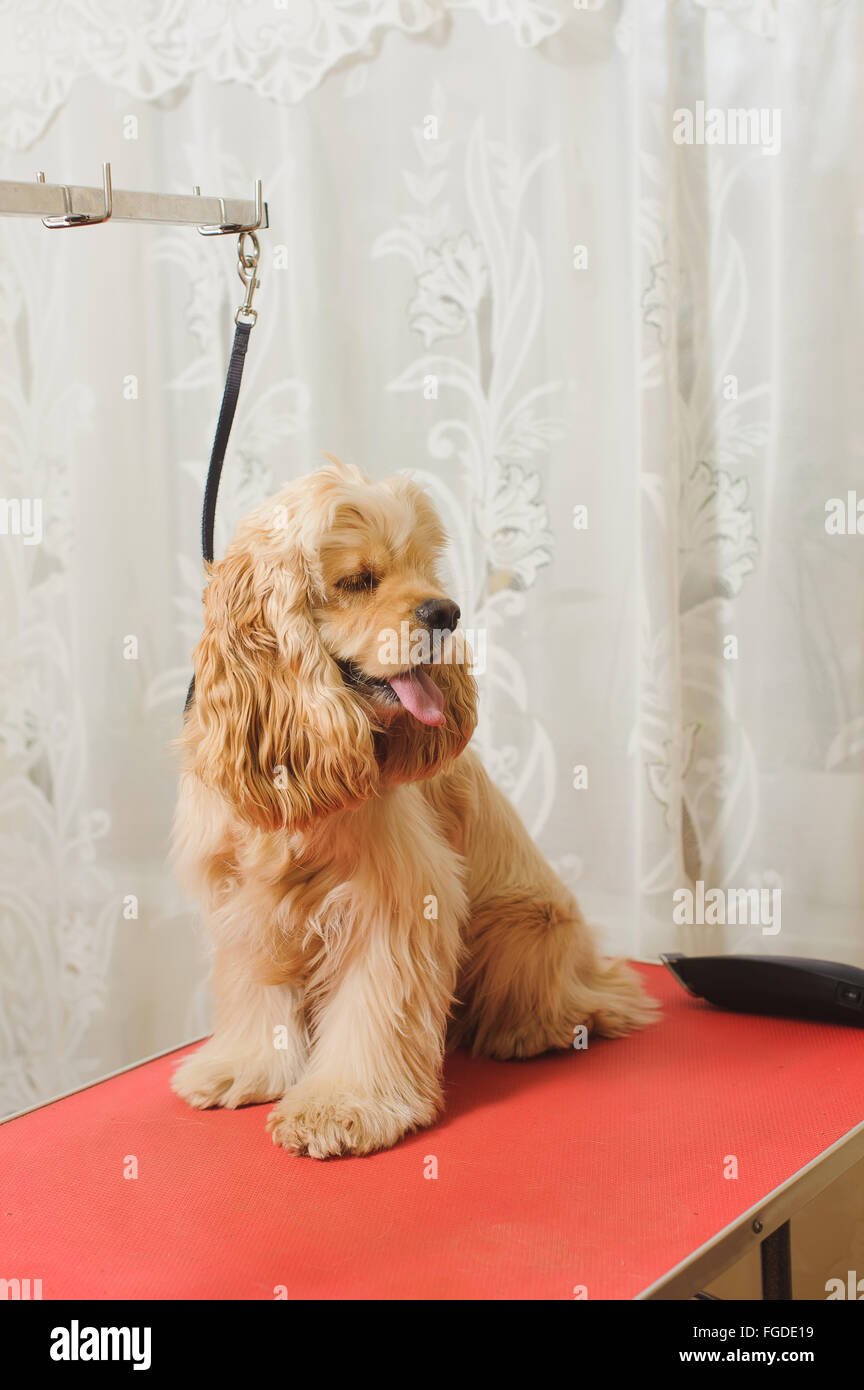 Young purebred Cocker Spaniel on red grooming table before a hairstyle ...