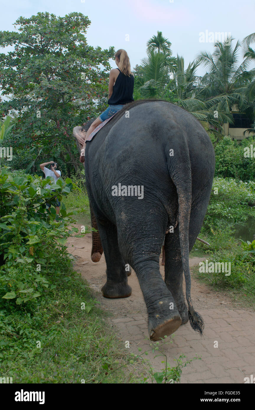 Woman rides on an Indian elephant, Asian elephant or Asiatic elephant ...