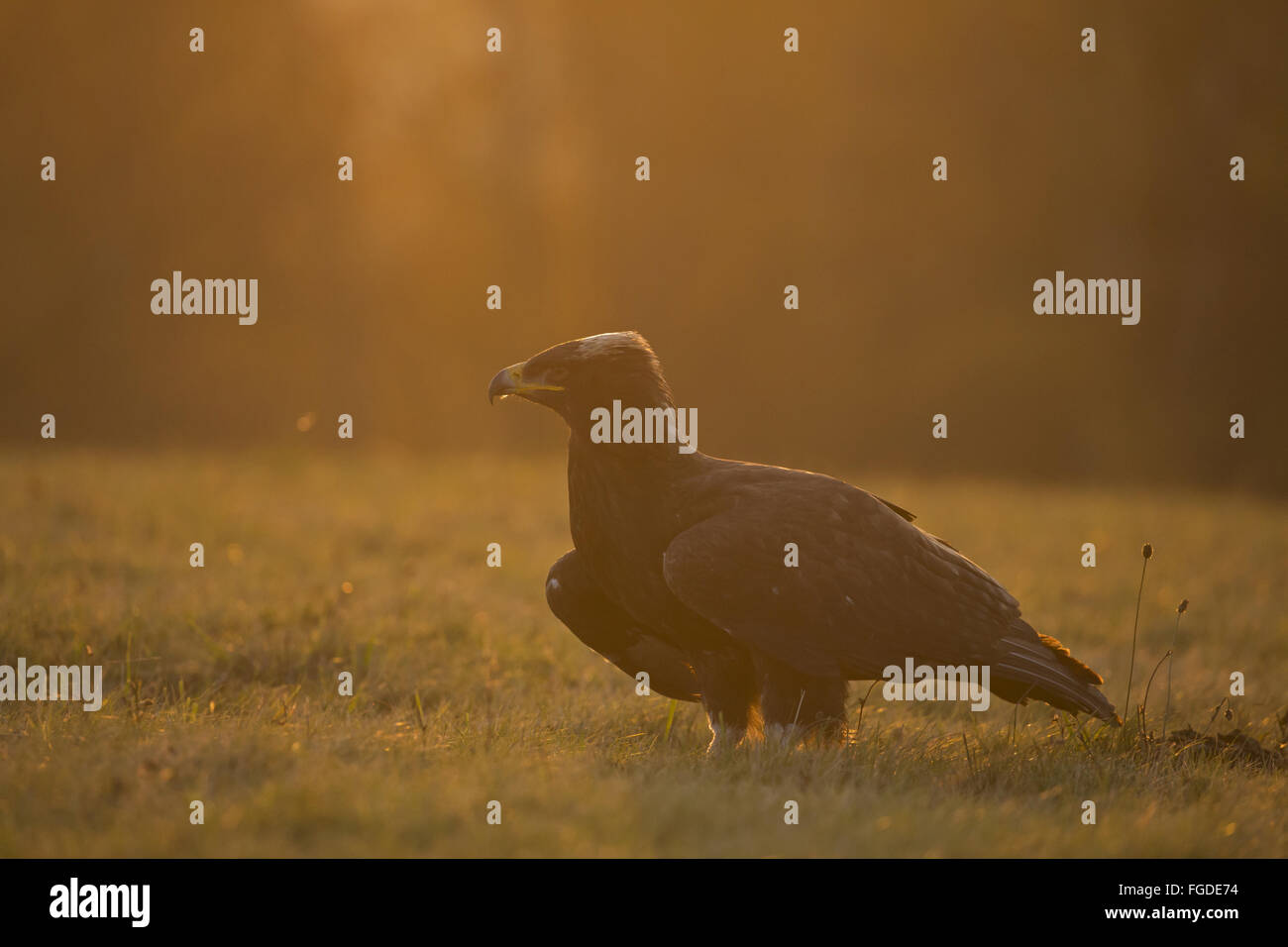 Steppe Eagle (Aquila nipalensis) adult, standing on ground, backlit at ...