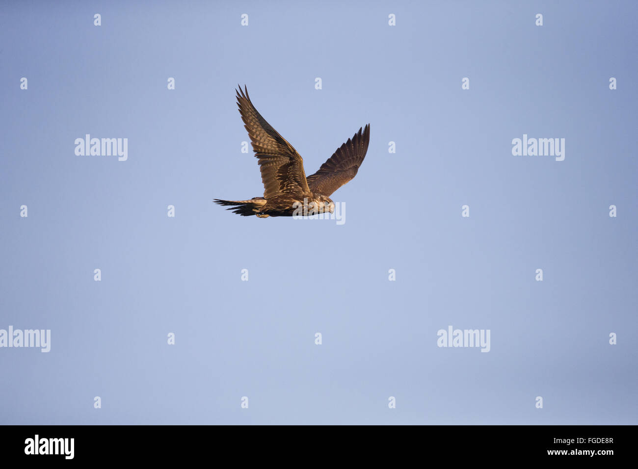 Republic flight hi-res stock photography and images - Alamy