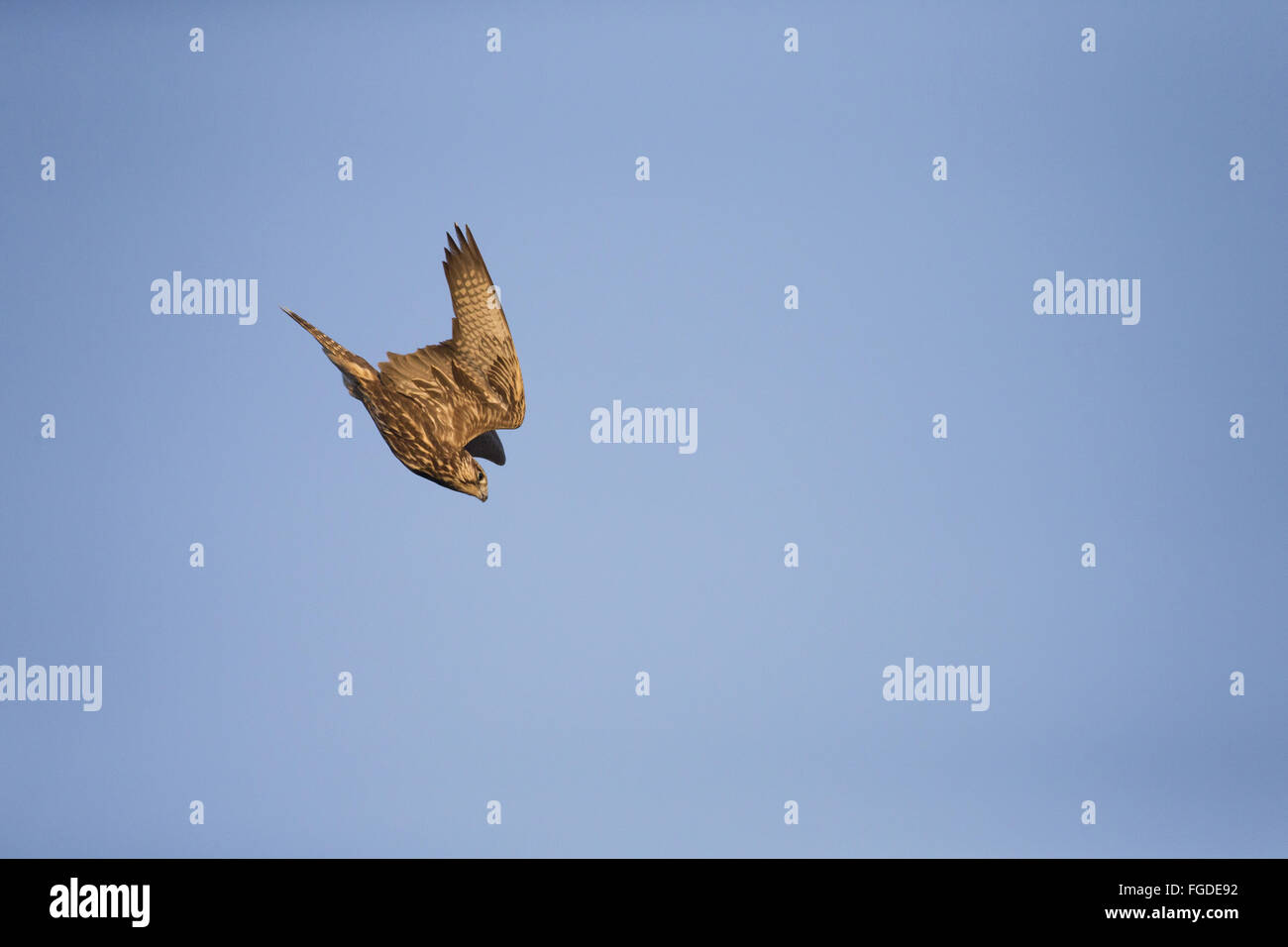 Diving falcon hi-res stock photography and images - Alamy