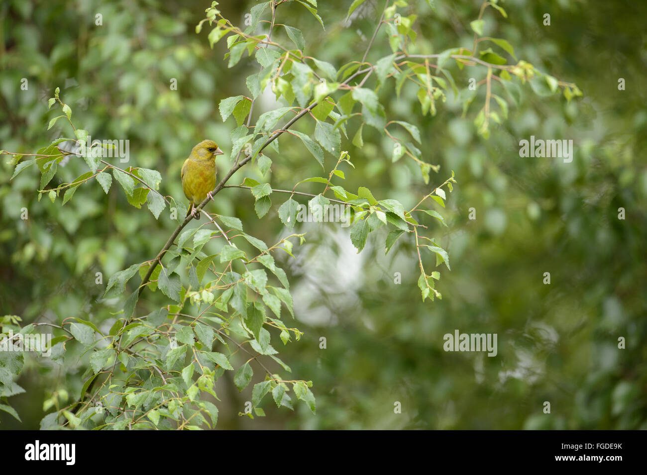 Silver Finches High Resolution Stock Photography and Images - Alamy