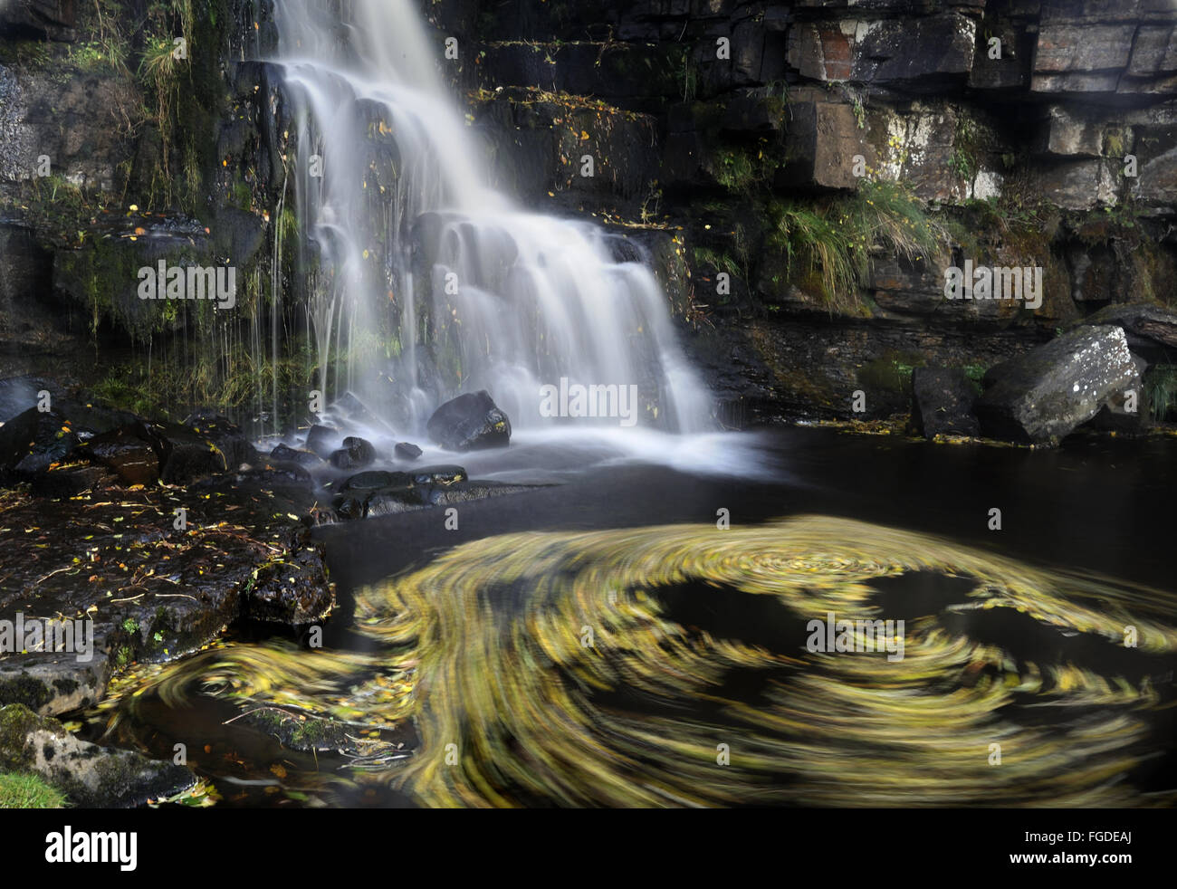 Fallen leaves swirling in plunge pool of waterfall, East Gill Force ...
