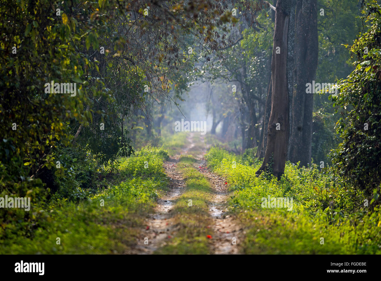 Track through forest habitat, Manas N.P., Assam, India, January Stock ...