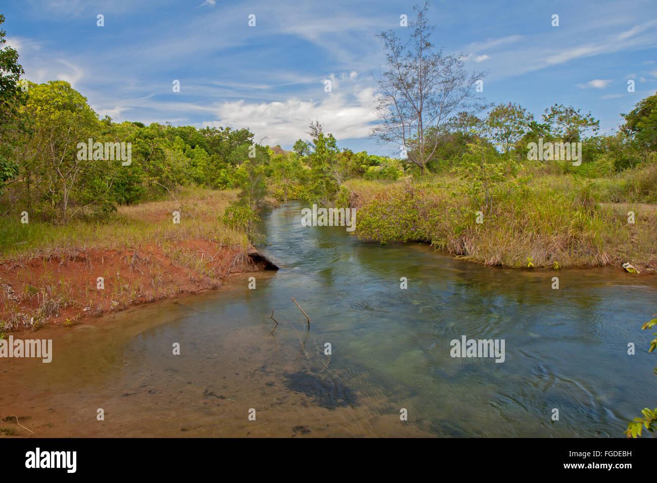 View of stream habitat, Palawan, Philippines, June Stock Photo - Alamy