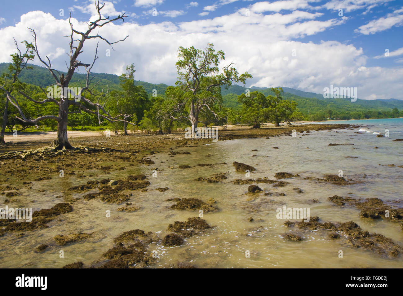 Philippine coral tree hi-res stock photography and images - Alamy
